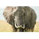 17 Stories Afrikanischer Elefant von 1001slide - Leinwand Kunstdrucke | Wayfair.de